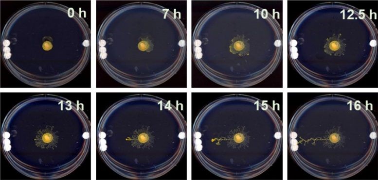 Scientists Discover Brainless Slime Mold That Thinks